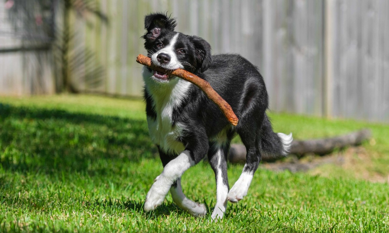 Så mye koster det å ha hund - DNB Nyheter