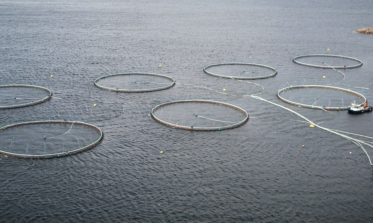 Oppdrettstorsken kan være et tillegg til villtorsken - DNB Nyheter